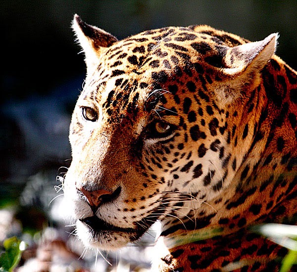 Foto-Natura-Huesca: FÉLIDO Felidae Johann Gotthelf Fischer von Waldheim ...