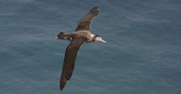 El albatros - Animales