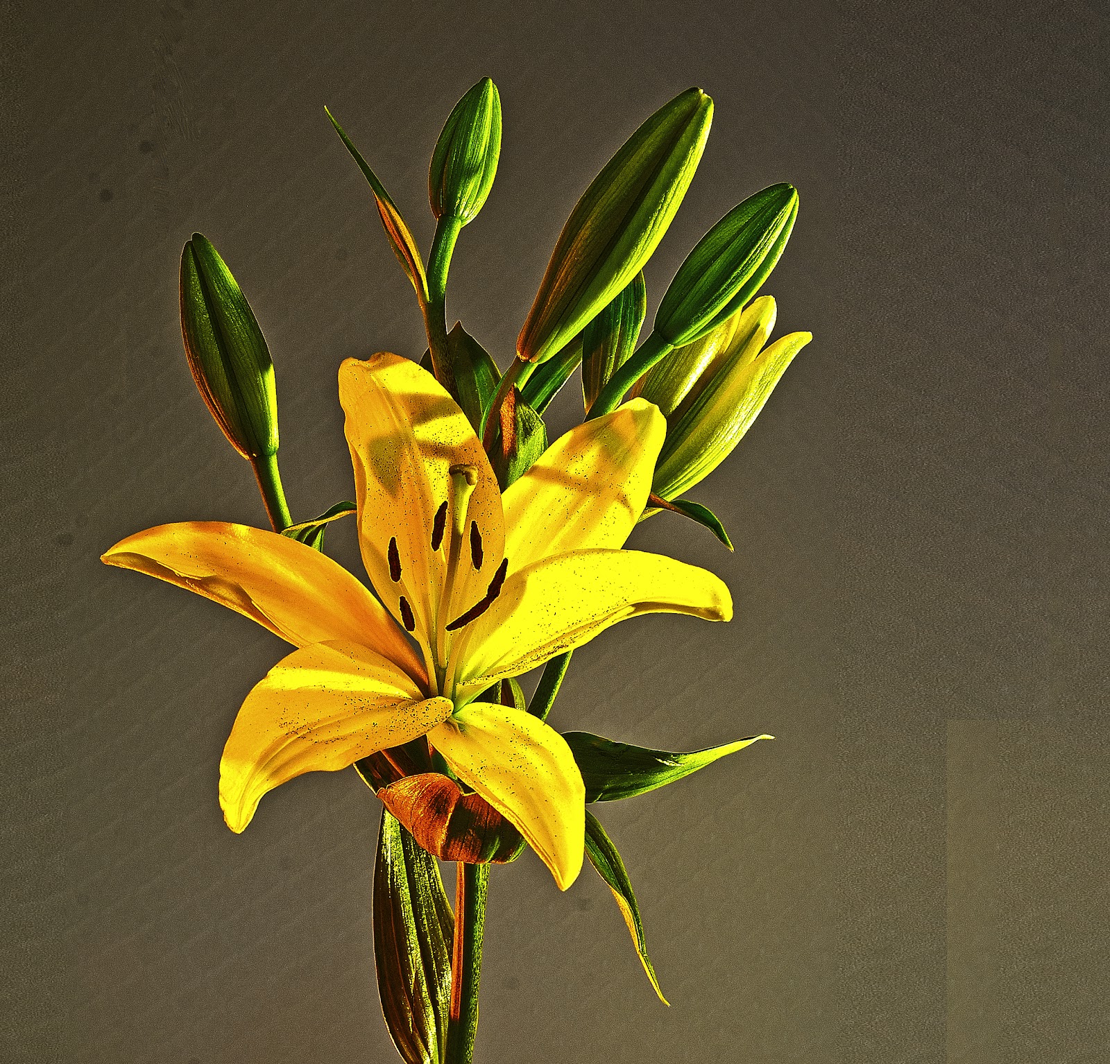 Rick Mosher: HDR Flowers