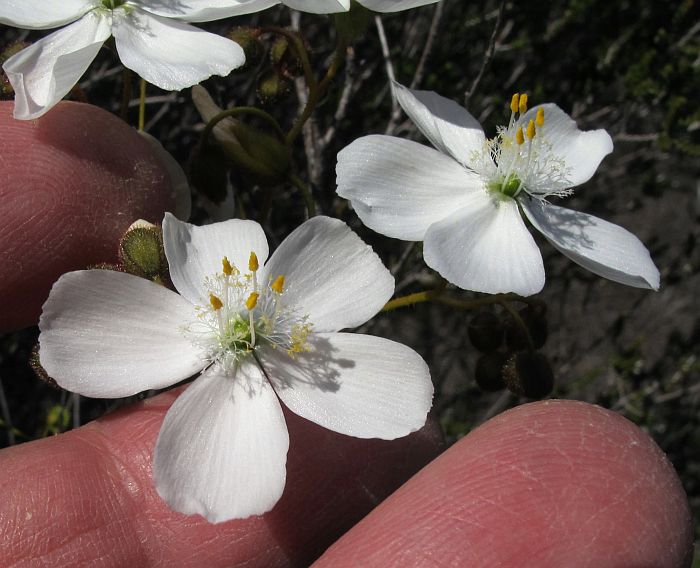 Esperance Wildflowers: Drosera macrantha subsp. macrantha – Bridal ...