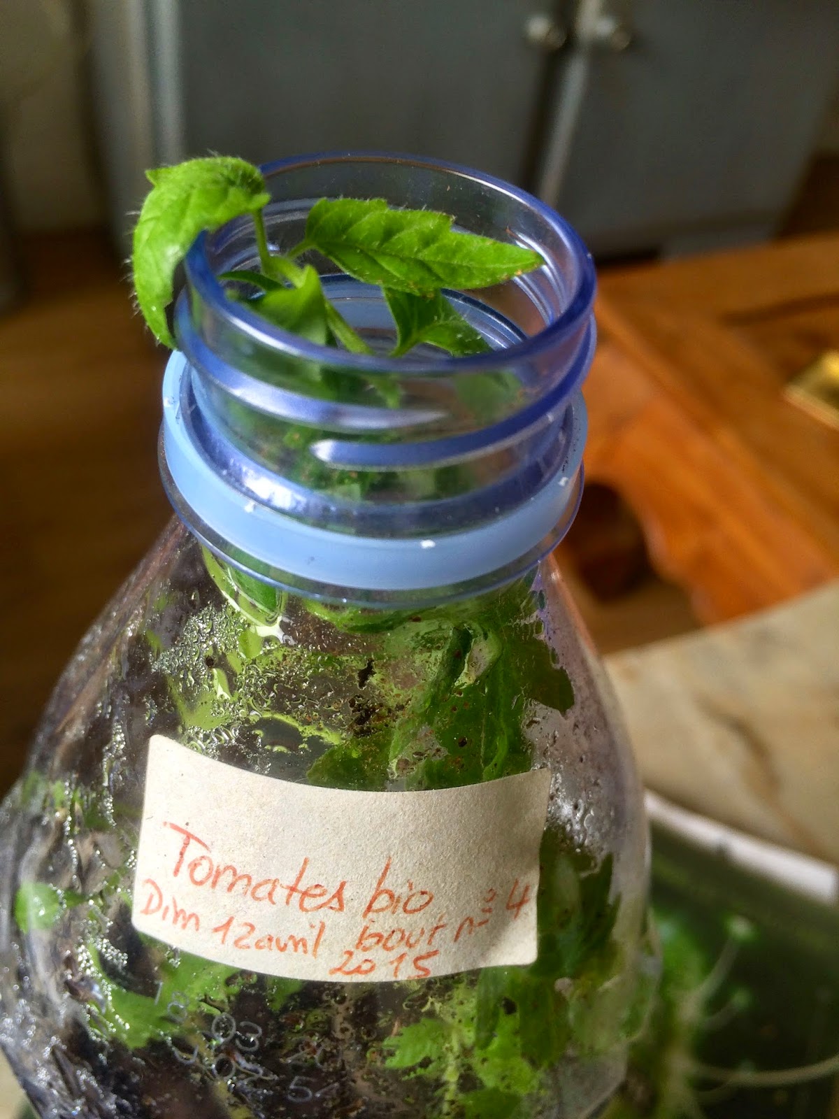 LE POTAGER DE BALCON DE MADAME LAITUE À PARIS : TOMATES : REPIQUAGE DE ...