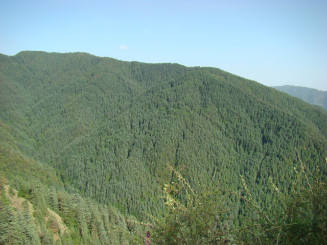 Mezze Moments: Wildflower Hall and the forest in Shimla