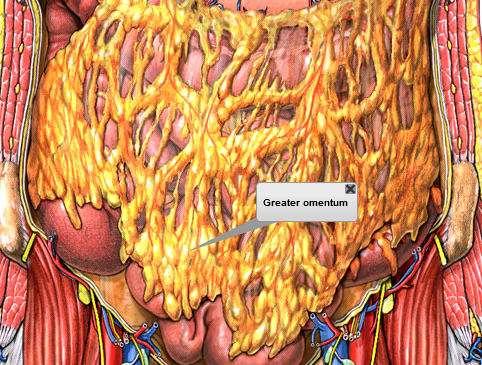 Understand to learn: Práctica 1: Estructuras que componen al tracto ...