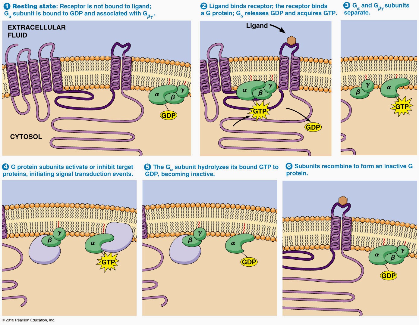Ciencias de Joseleg: Receptores de glutamato, proteínas G
