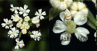 Biodiversity of Sri Lanka: අසමෝදගම්/Slender Celery/Marsh Parsley ...