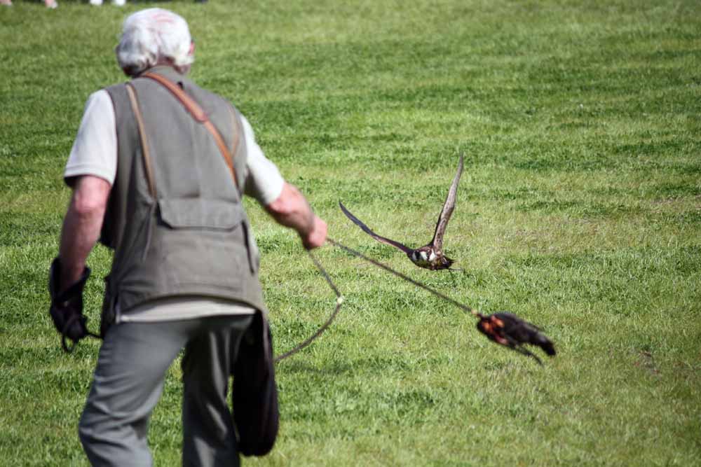 Mr.Owl: Dunia Falconry