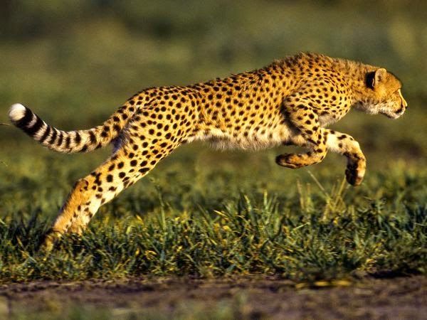 Most 10 Beautiful Running Animals New HD Wallpapers 2014 | Beautiful ...