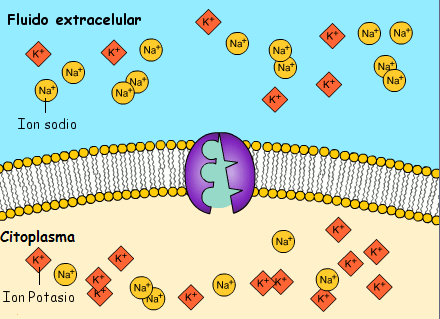 O POMO DE ÉRIS: Biologia Celular - Fotos