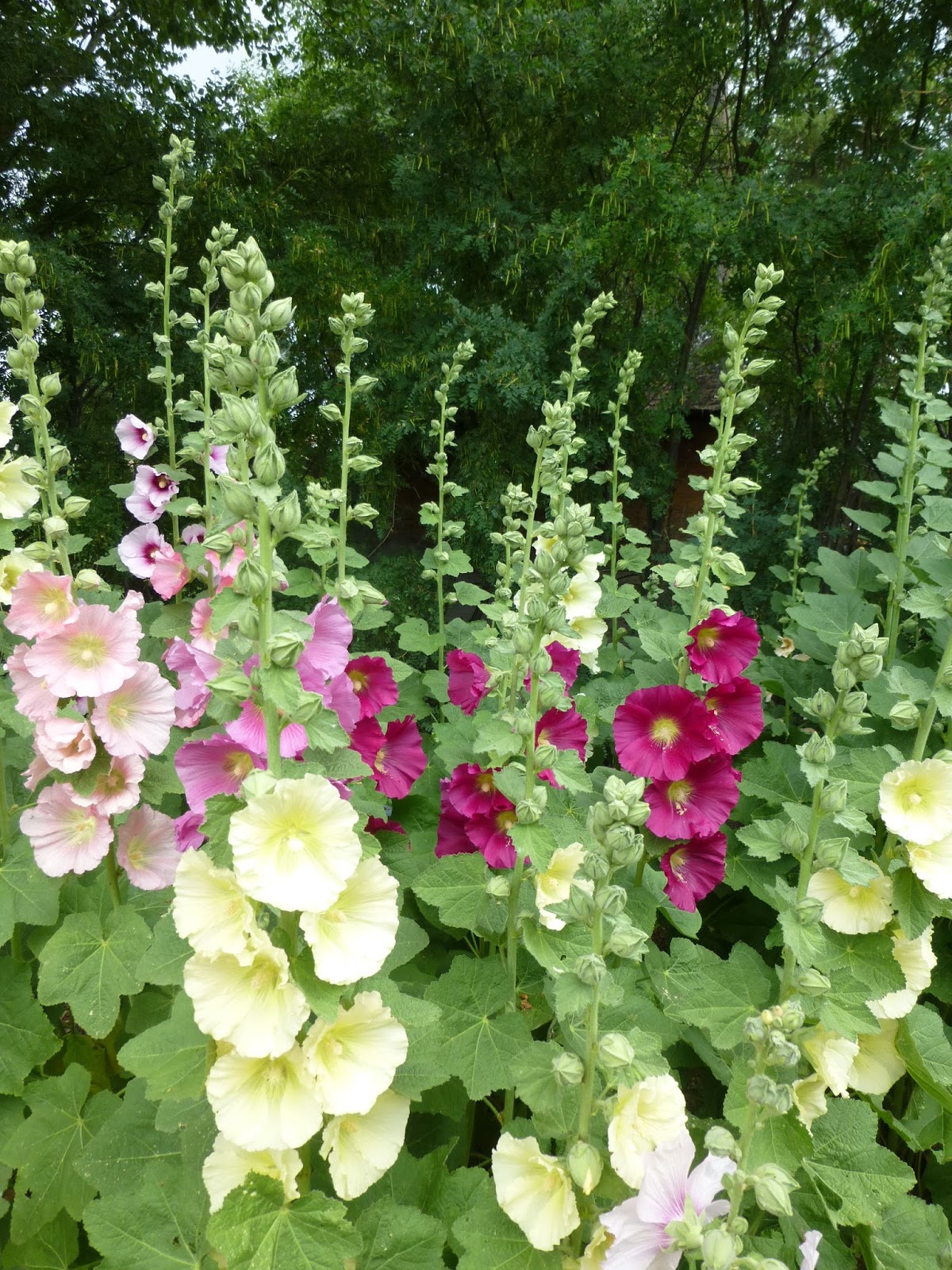 All is Amazing: Hollyhocks