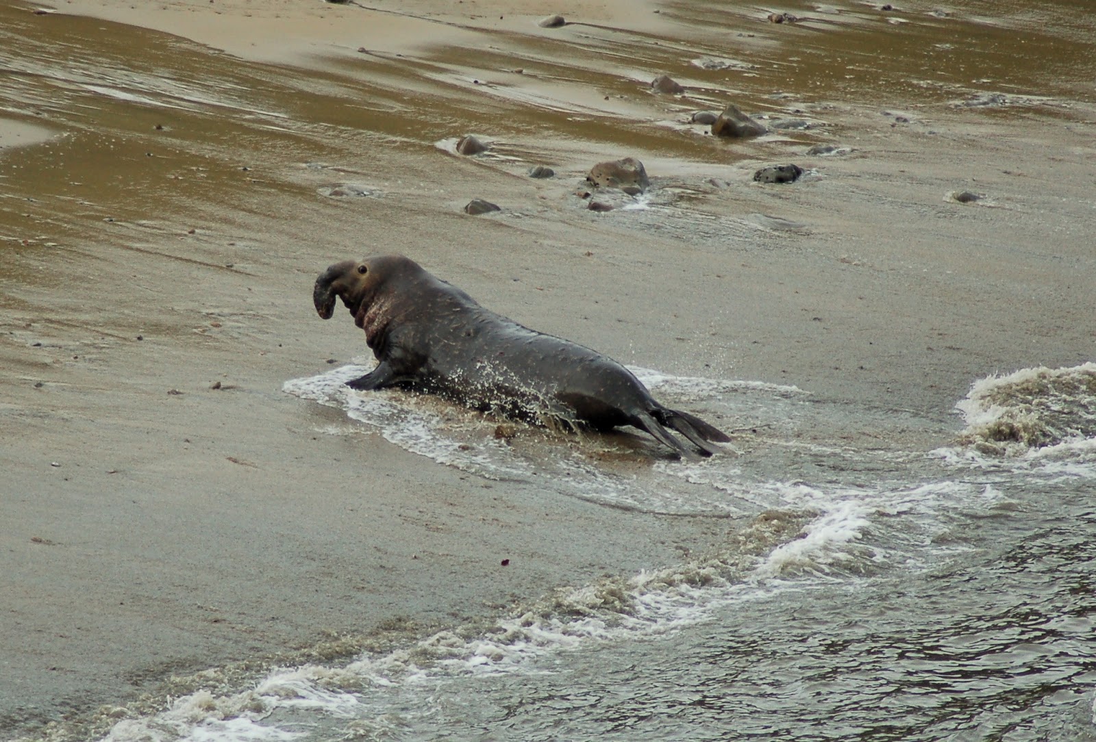 Point Reyes Outdoors: Northern Elephant Seals at Chimney Rock