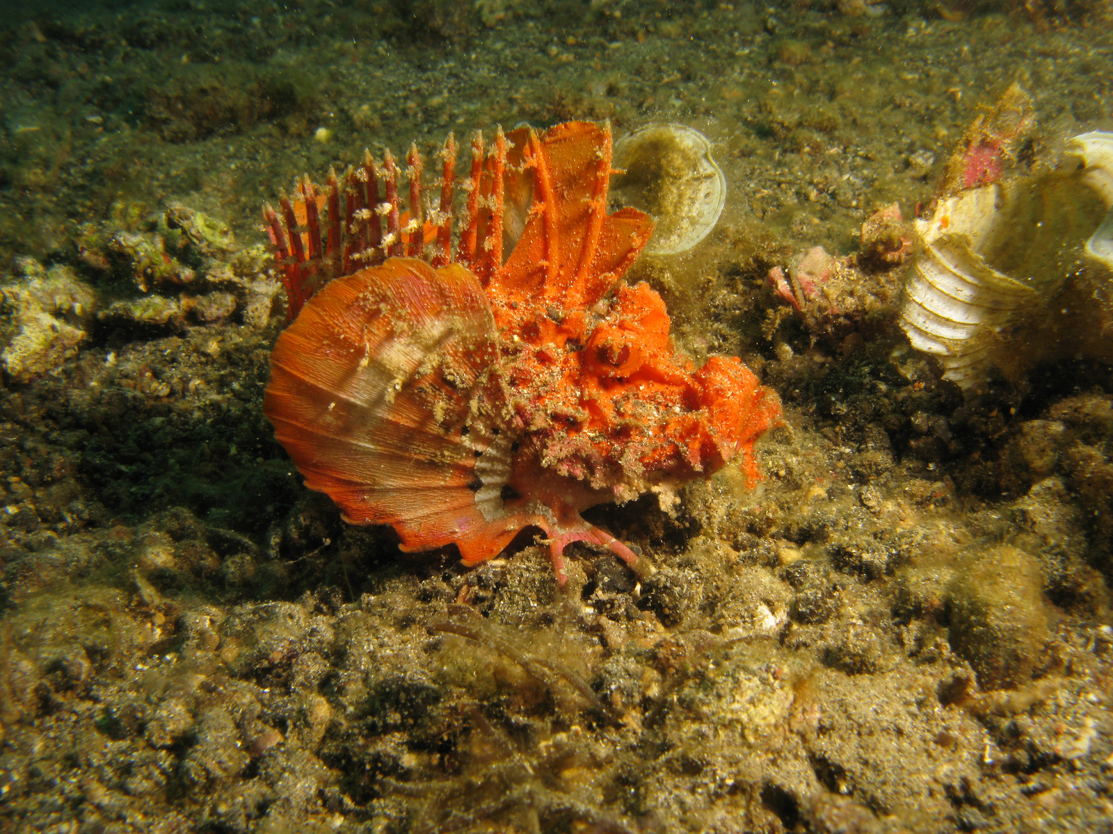 Real Monstrosities: Demon Stinger