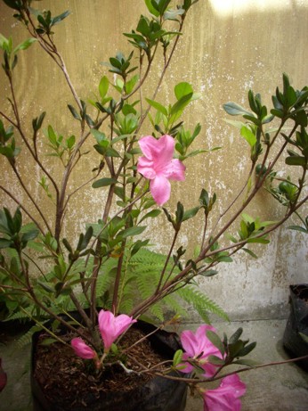 Hidup Ini Indah: "KHASIAT/MANFAAT BUNGA ALAMANDA"