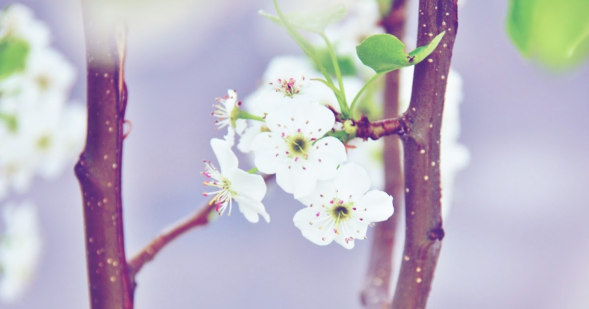 Photo Shoot: Blossoms and Ice!