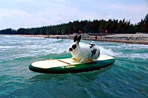 Top 10 around the world: The World’s Top 10 Best Images of Surfing Animals