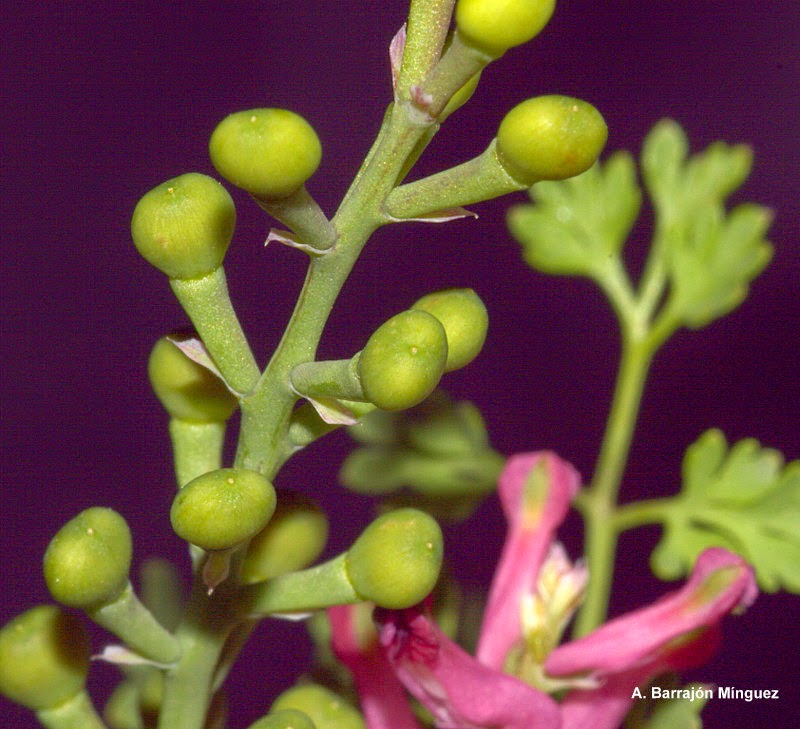 Naturaleza Viva: Fumaria officinalis L. Fam: Fumariaceae
