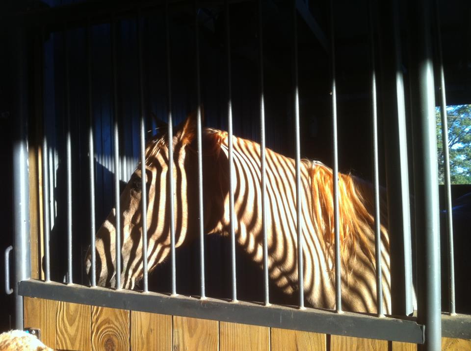 Top Flight Farm: Surviving Stall Rest