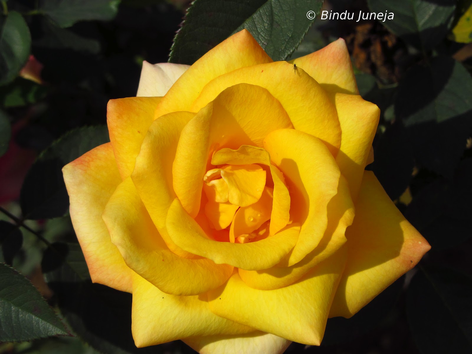 Different Colours of Life: Yellow Rose in Wild