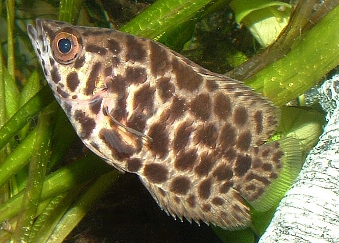 Leaf Fish - Fishes World - HD Images & Free Photos