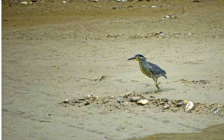 Ryukyu Life: Just Call This Striated Heron the Bird of the Week