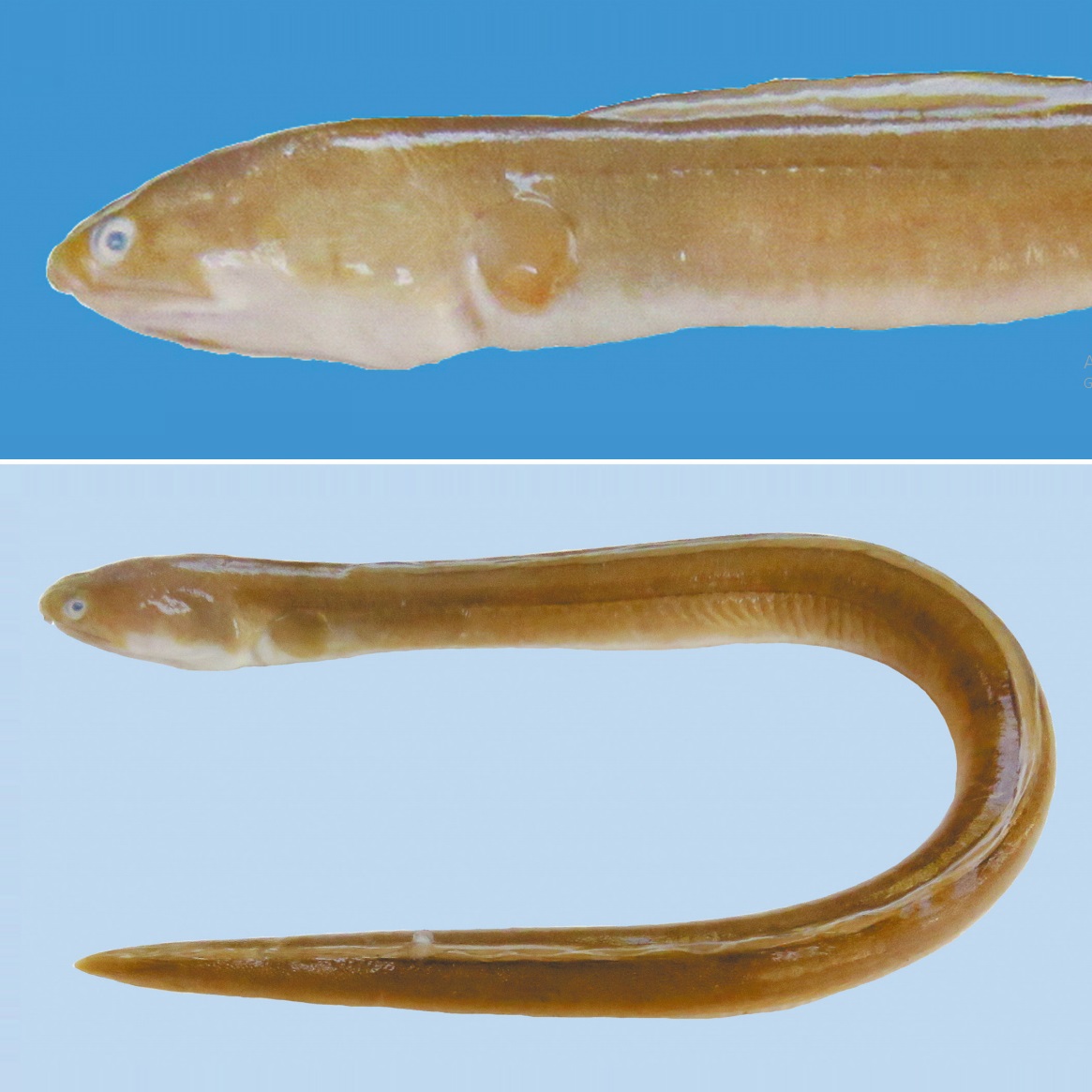 Species New to Science: [Ichthyology • 2019] Ophichthus vietnamensis ...