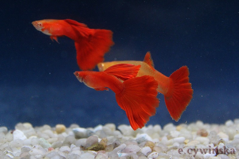 xiphophorus.pl: Gupiki albino full red