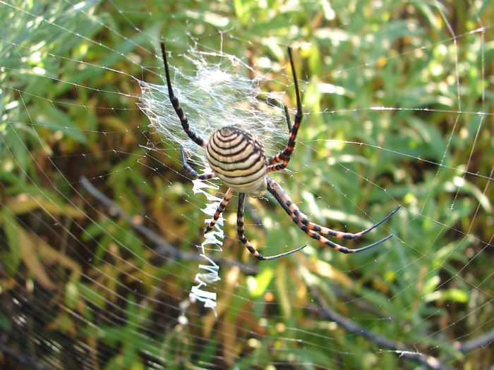 Beautiful spider web pictures (16 pics) | Amazing Creatures