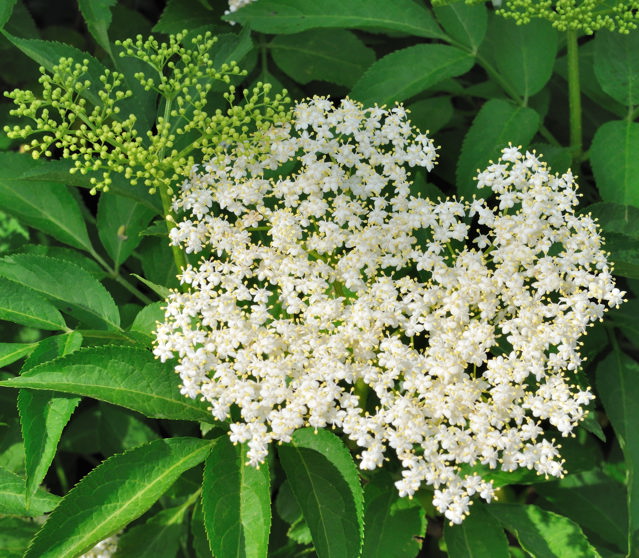 Woodle Doo: Elderflower Cordial