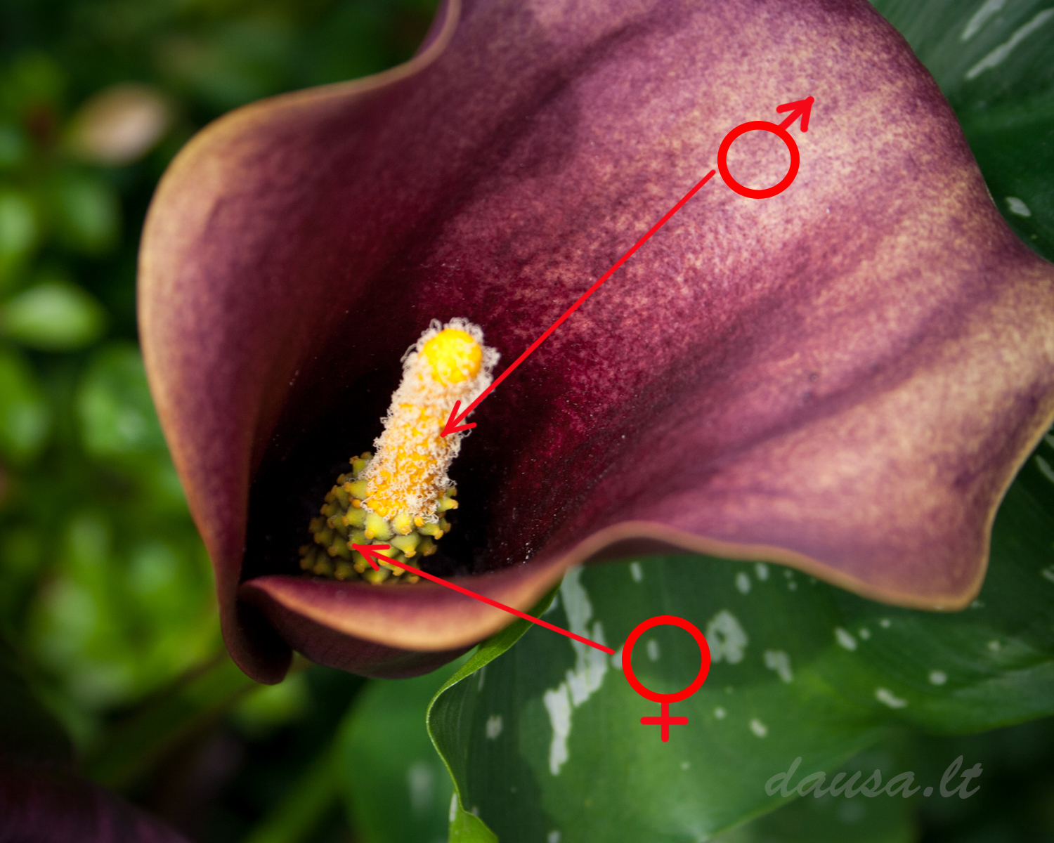 Gilės medis: Spalvotųjų kalijų dauginimas sėklomis