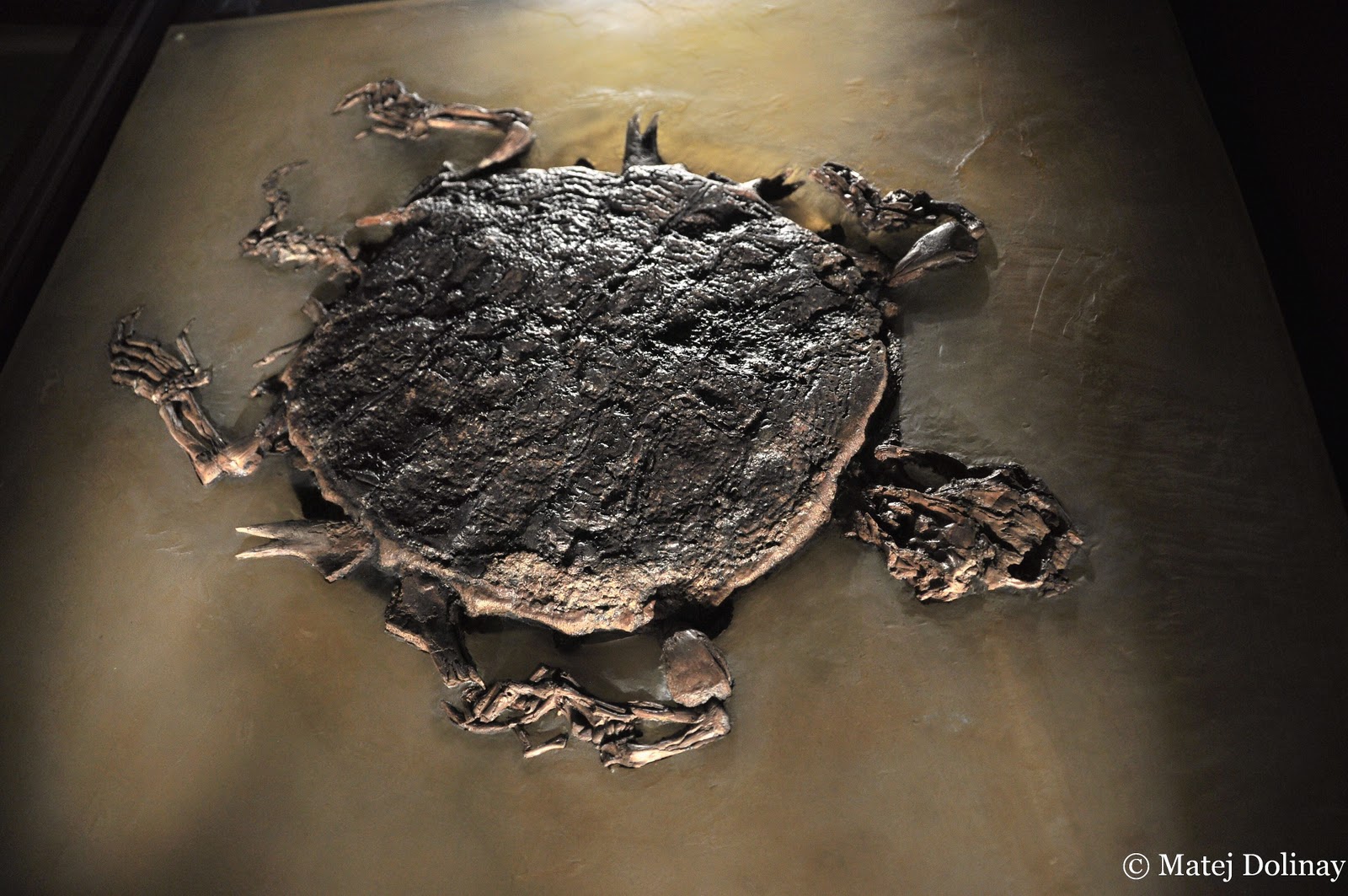 Evolutionary Vertebrate Zoology: Messel on Tour