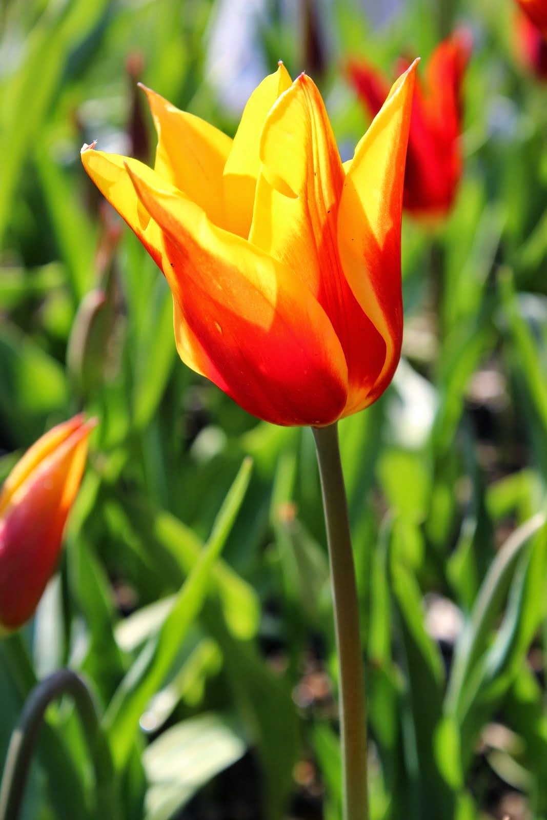 Here and There: Traditional Tulips of Turkey