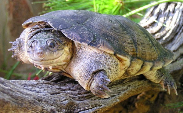 The Test Blog for Blogger and Gadgets: The Hitchiti Tribe Georgia