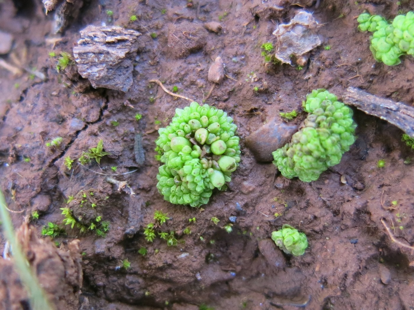 South Wales Bryophytes: Holiday hepatics
