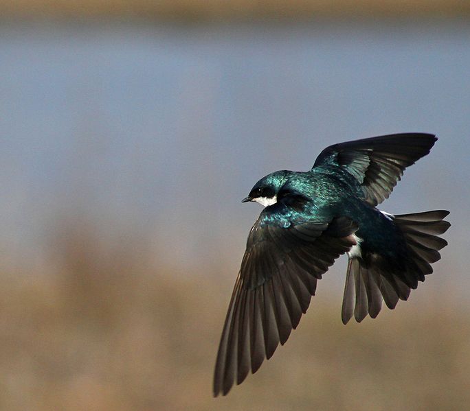 My Temple of Nature: Swooping Swallows
