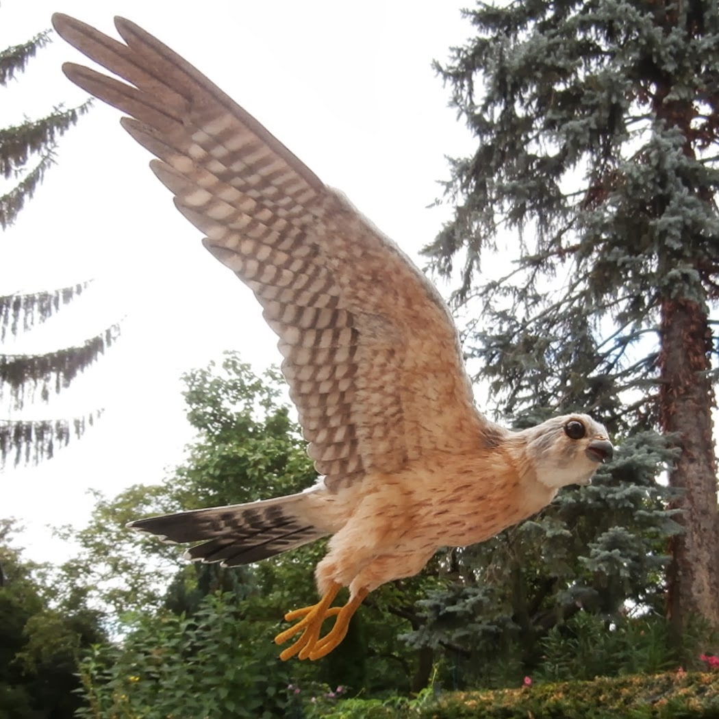 Elli's Animals: Merlin