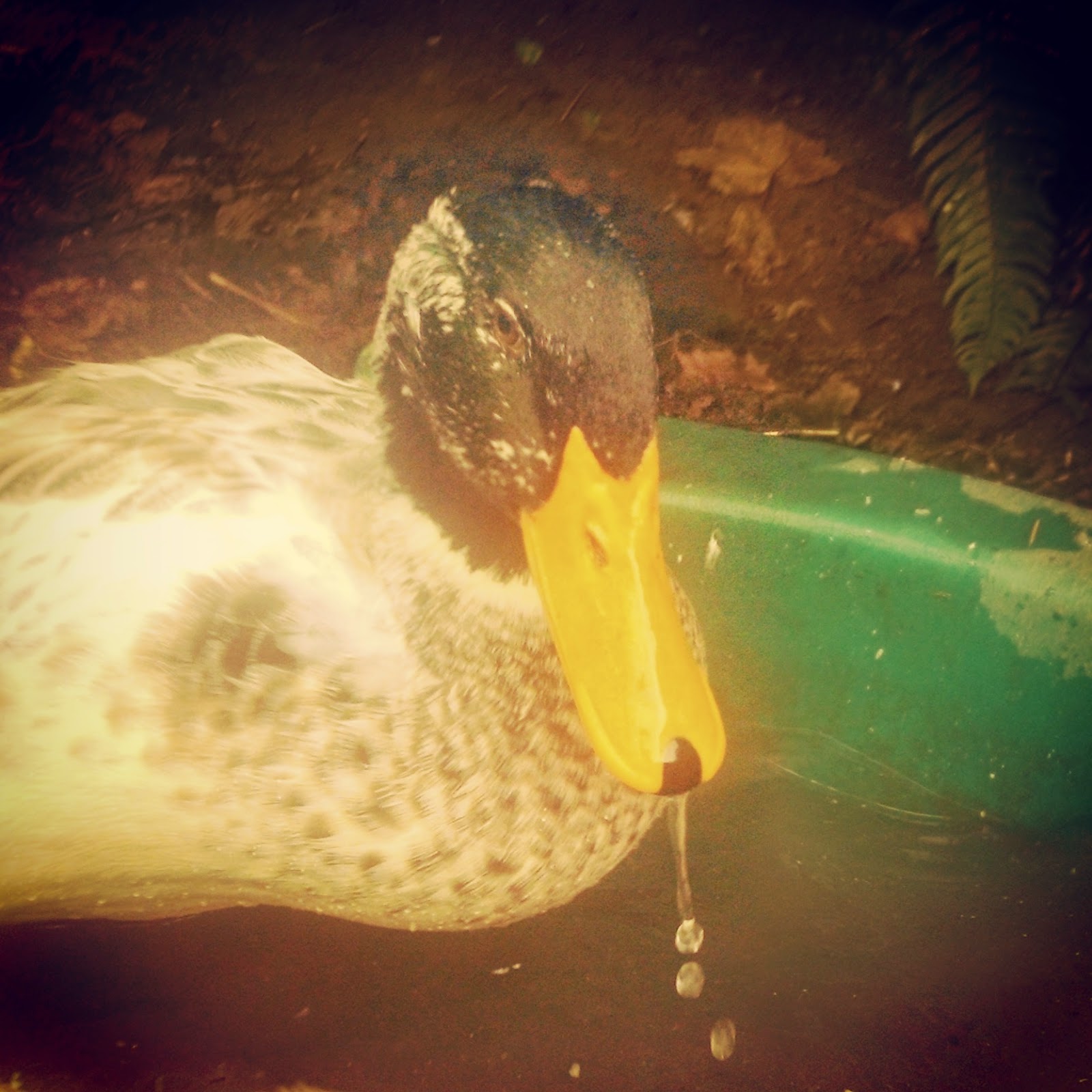 Your Daily Dose of Duck: Duck Drool?