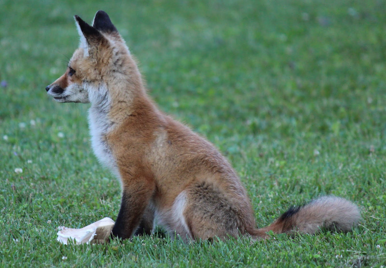 Rural Ramblings with Ruta: More fox photos and fox facts...