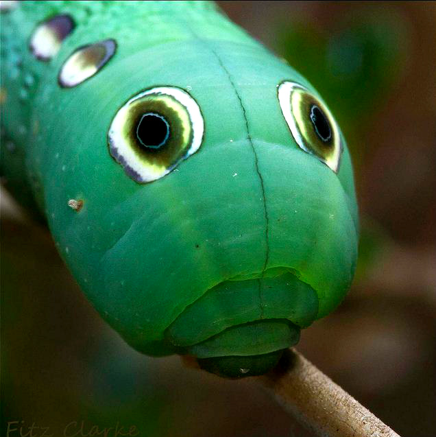 My Quest for Pokémon Power: Caterpie Captured! | Featured Creature