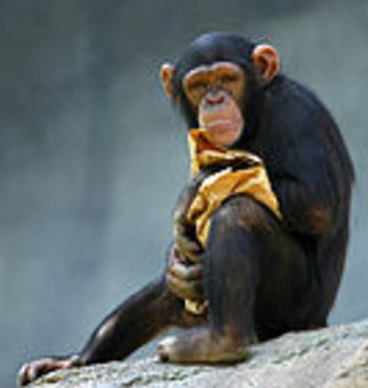 PATCHWORKS: Cheetah the chimp from 1930s Tarzan flicks dies...