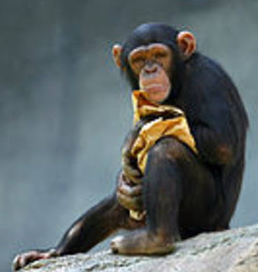 PATCHWORKS: Cheetah the chimp from 1930s Tarzan flicks dies...