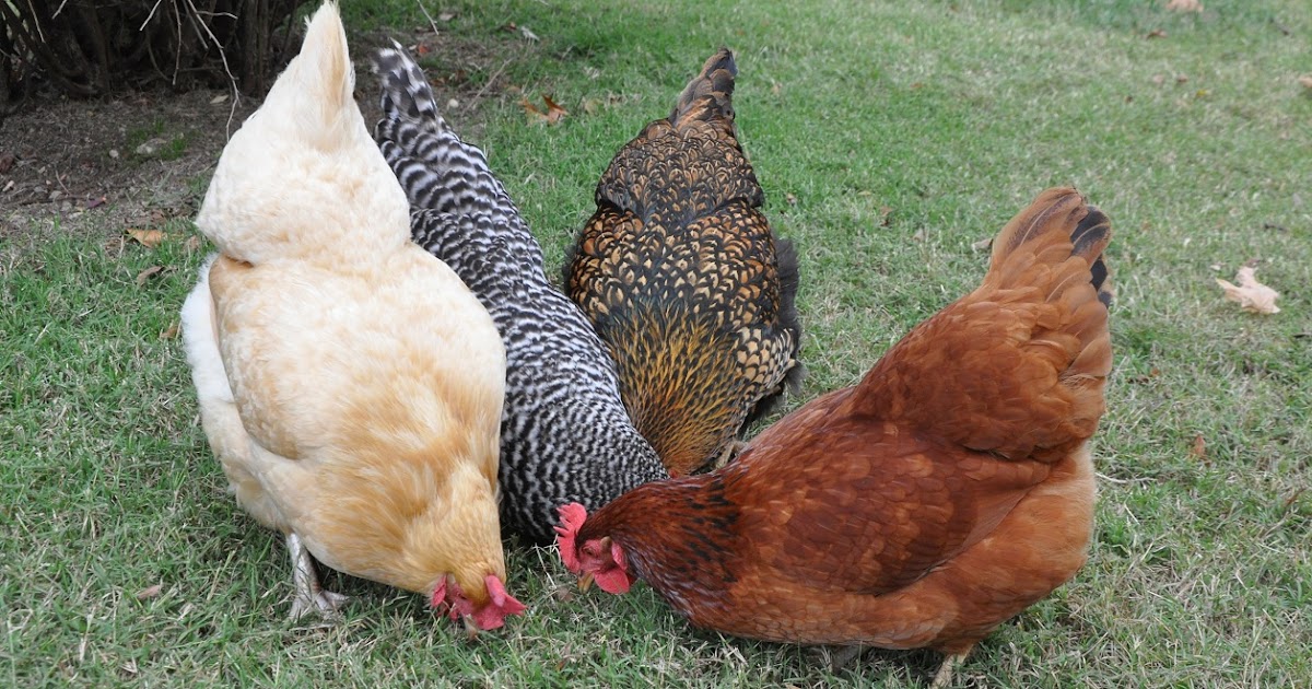 Basic Daily Care to Keep Your Chickens Healthy And Happy - biographypedia