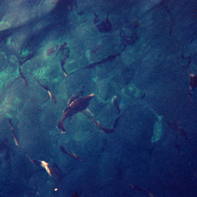 Walking the off-beaten path: We Want to Buy a Zoo!