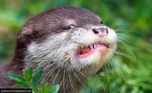 Lucu, Gambar Lawak Giler -825 - Gaban Comel