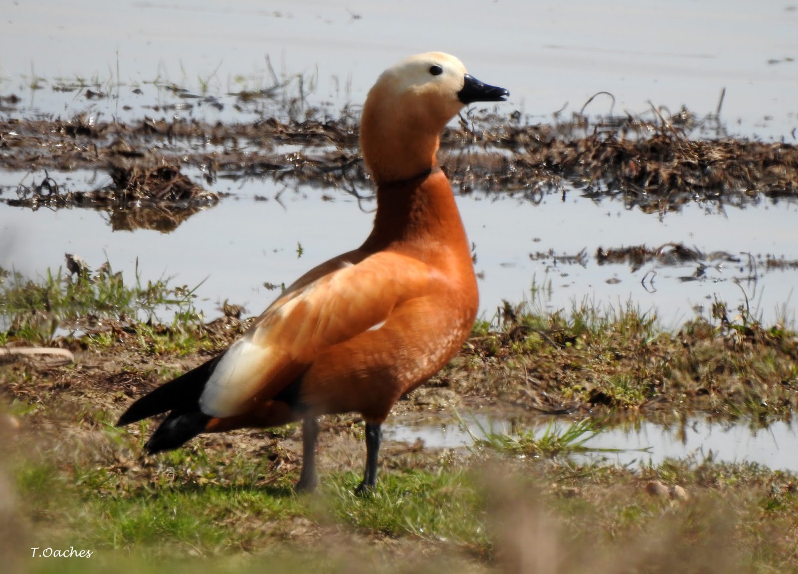 PASARI DIN ROMANIA: CALIFAR ROSU, Tadorna ferruginea