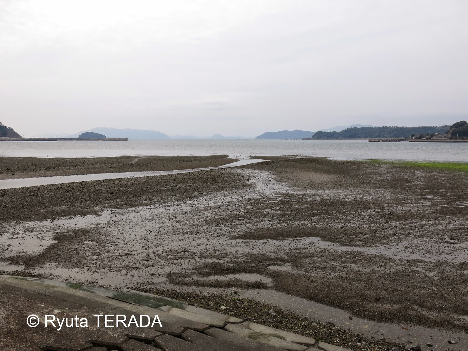 Seaweed Research Journal 海藻研究ジャーナル : Pyropia tenera survey in Kumamoto ...