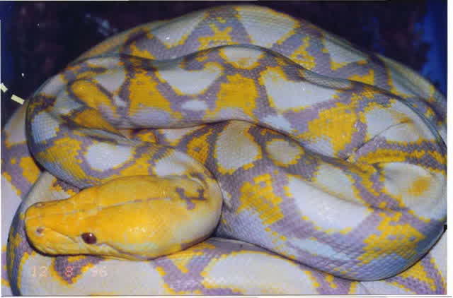 Jual Ular Jenis Retic Jawa 1,5m.. | Hewan Indonesia dan Jual Beli