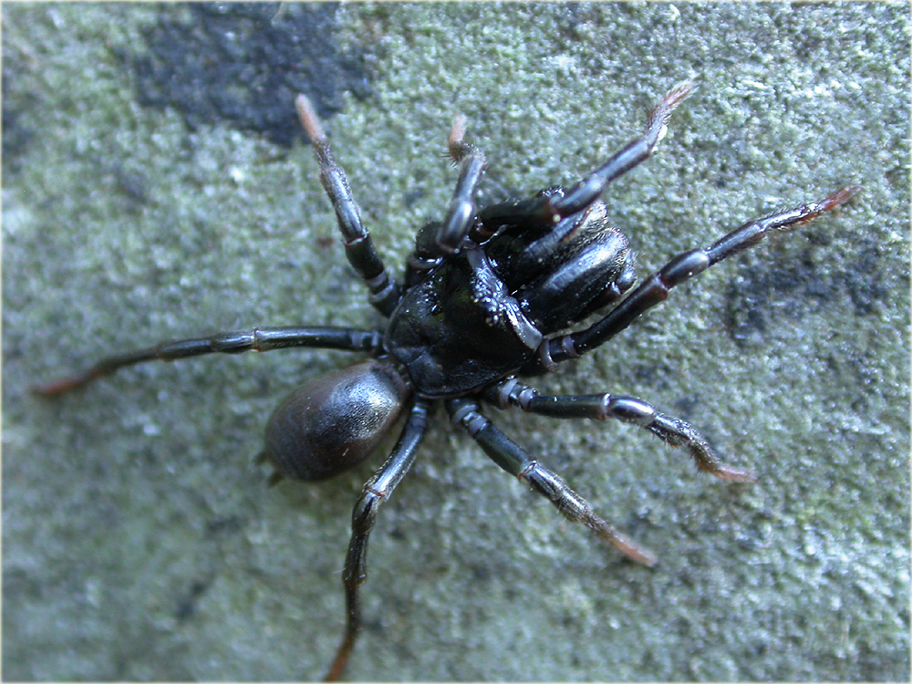 Arachnerds: Purse Web Spider - Atypus affinis