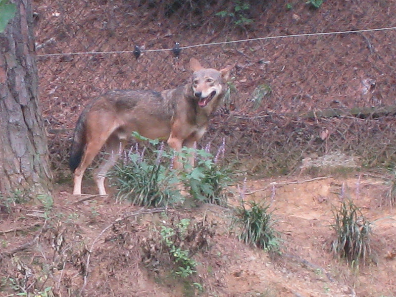 North Carolina Hikes: Alligator River National Wildlife Refuge (Red ...