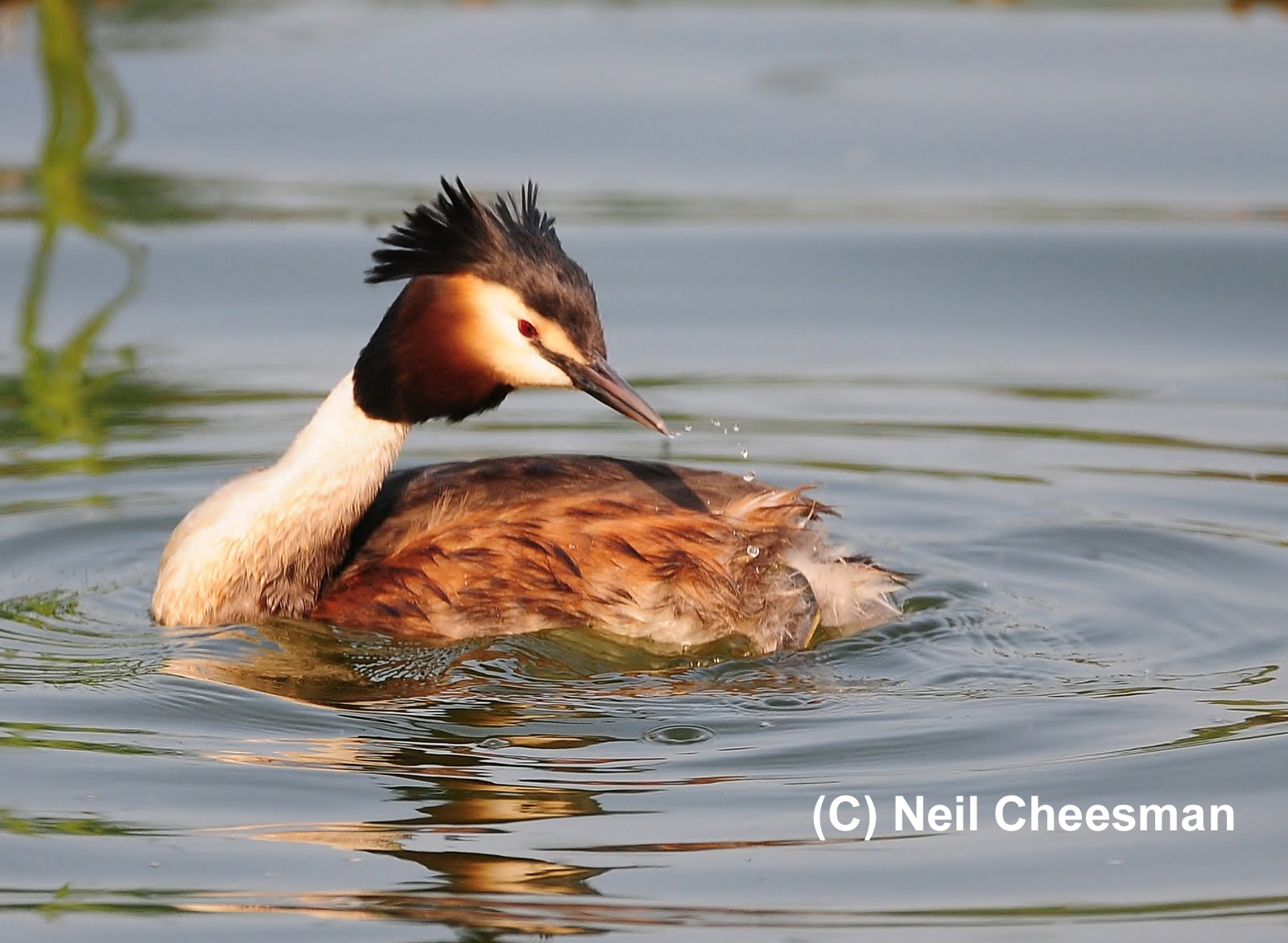 British Wildlife Photography: Great Crested Grebe