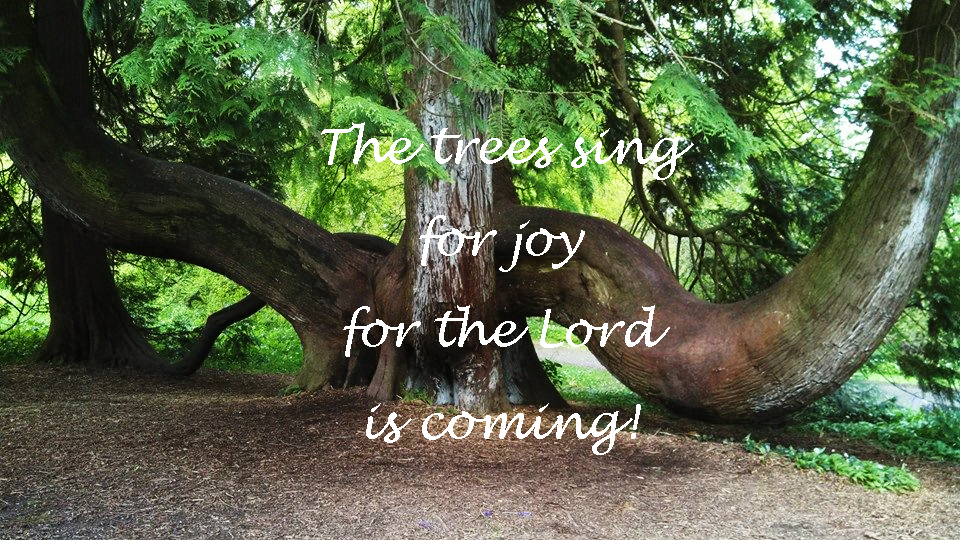Live Life: The Trees Sing For Joy!