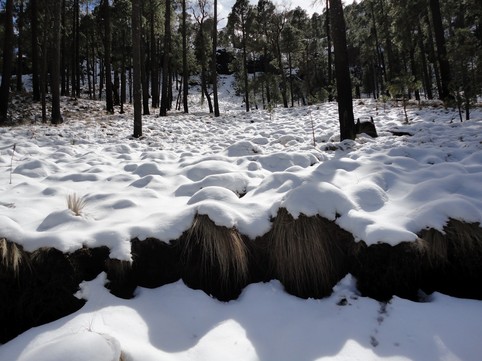 conociendo tancitaro: pico de tancitaro
